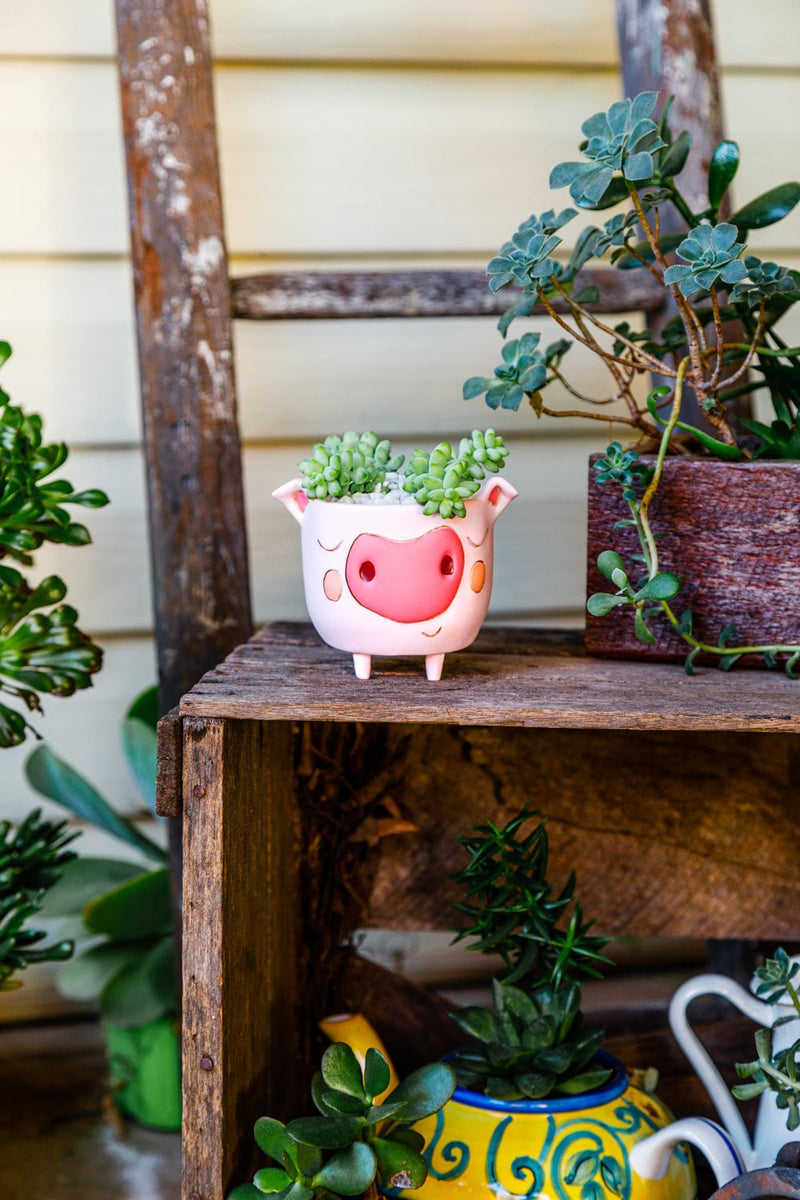 Baby Pig - DIY Succulent Planter Kit Australia – Pot Head Planters